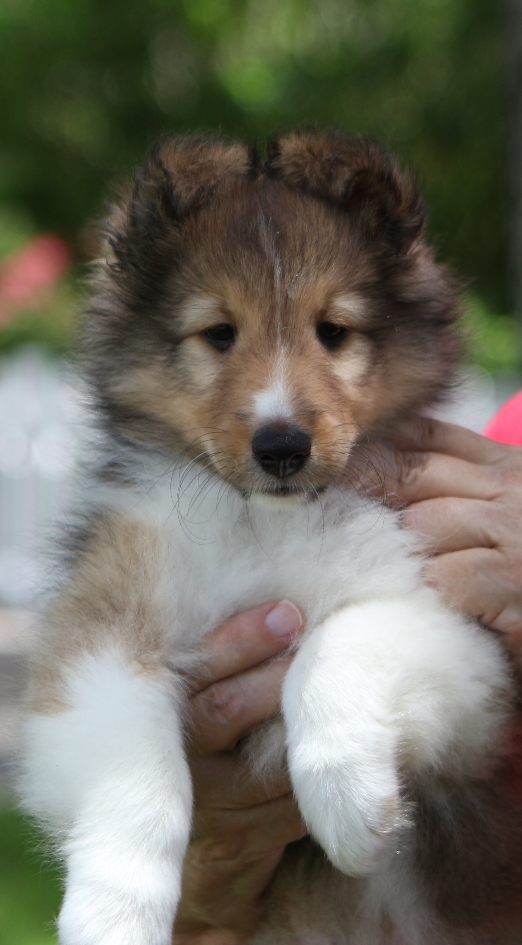 Summerlove Shelties - Home Page